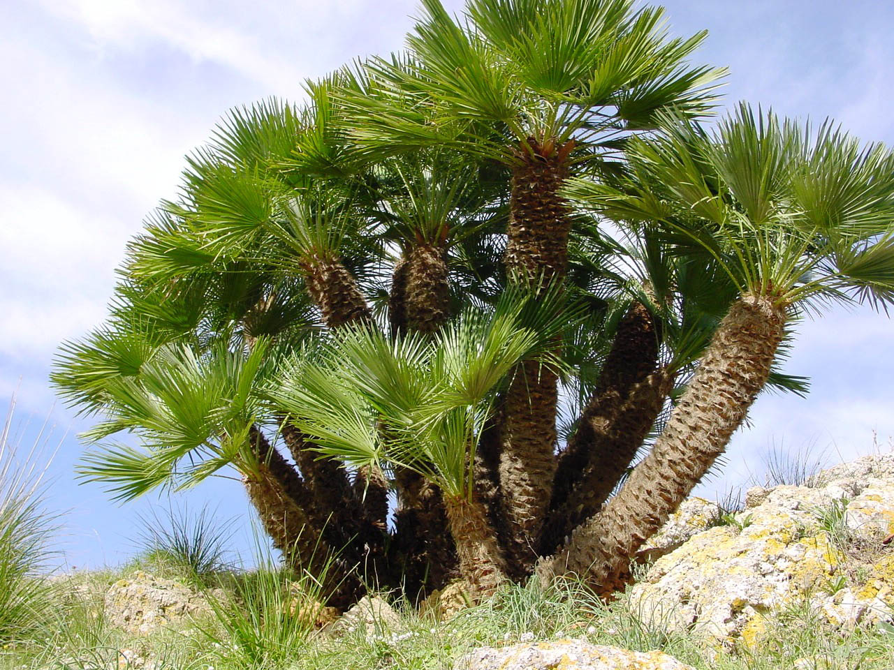 Pictures Of Different Types Of Palm Trees Great Inspire